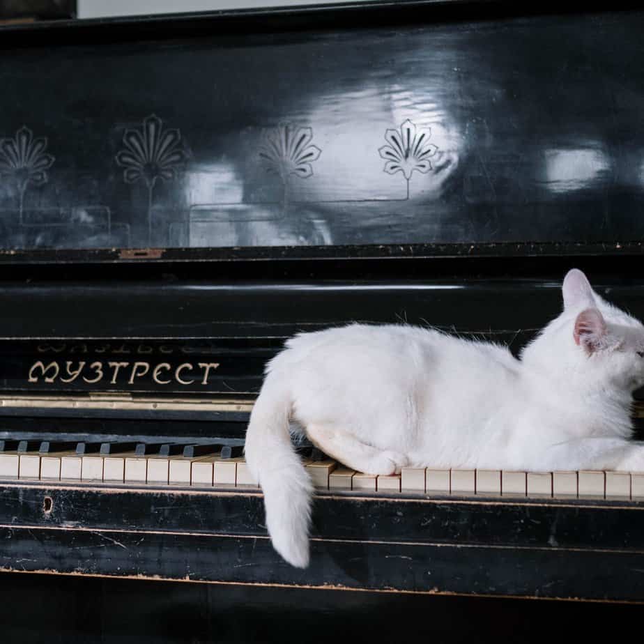 280+ Rapper Cat Names For Your Kitty Minaj
