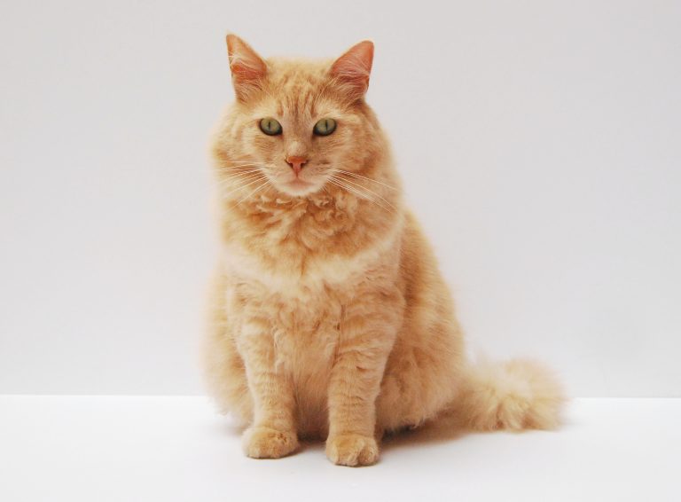 280+ Rapper Cat Names For Your Kitty Minaj