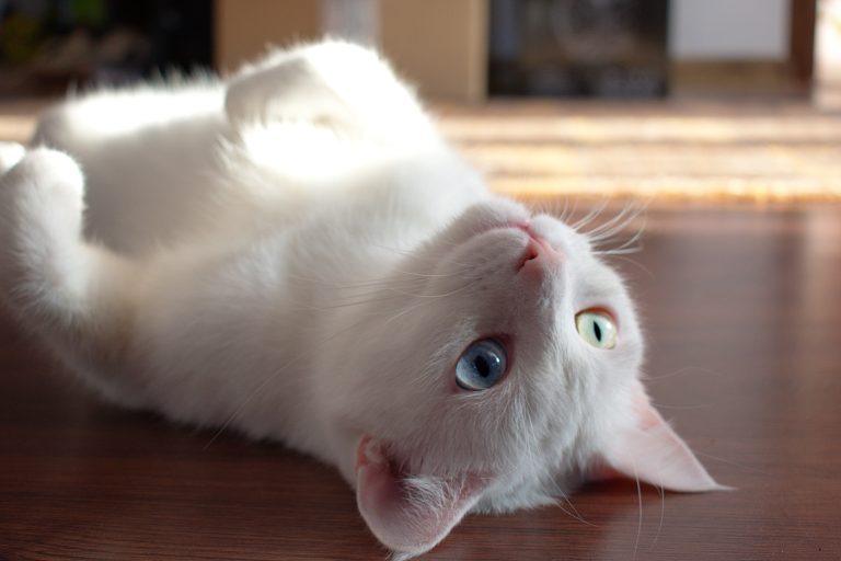 280+ Rapper Cat Names For Your Kitty Minaj