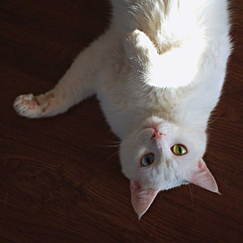 370+ Music Cat Names That Will Make You Say "Mamma Mia!"