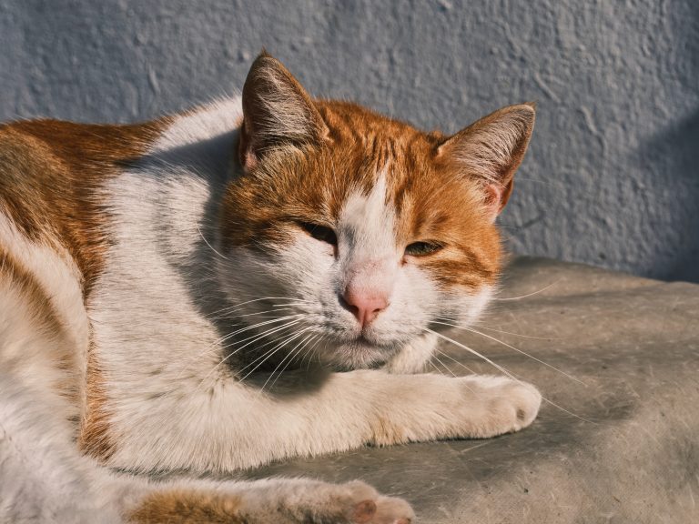 230+ Roman Cat Names For The Emperor Of Your Home