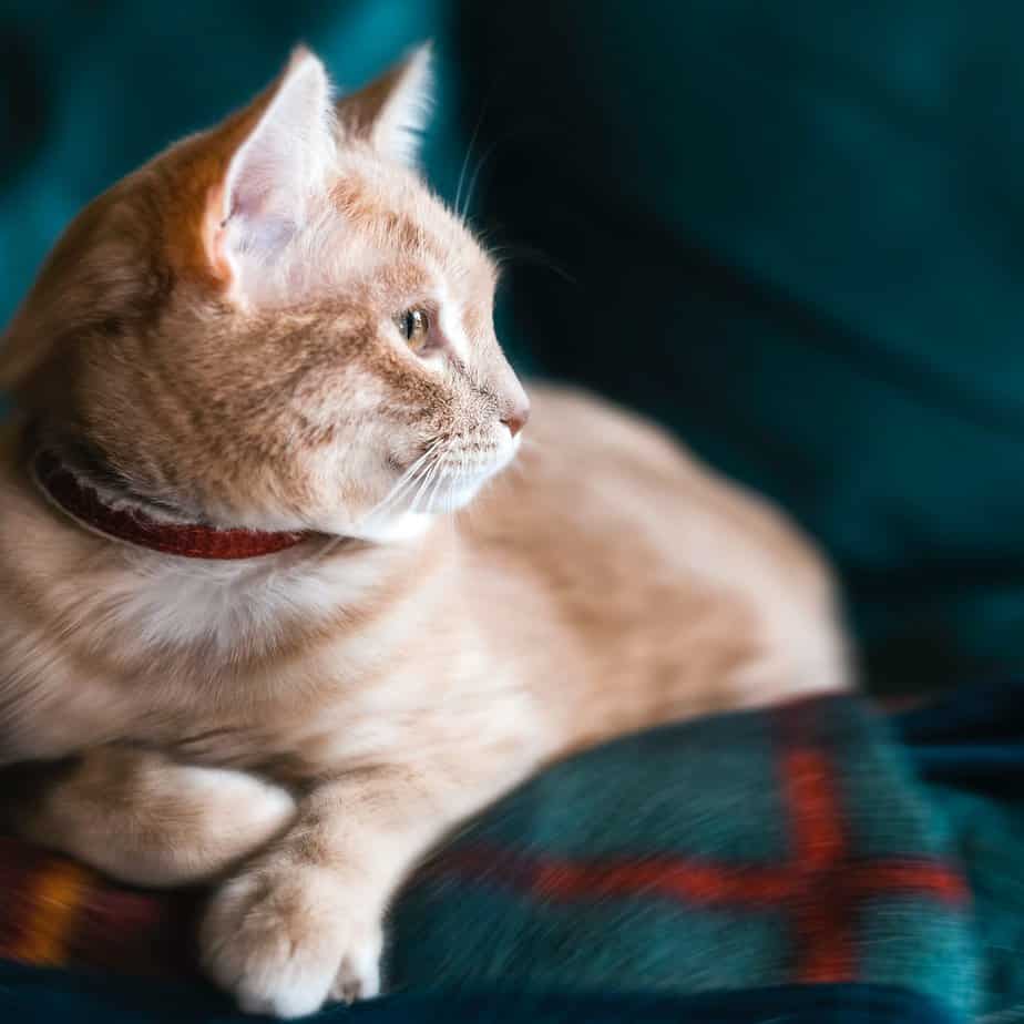 280+ Rapper Cat Names For Your Kitty Minaj