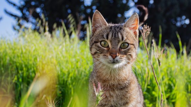 230+ Roman Cat Names For The Emperor Of Your Home