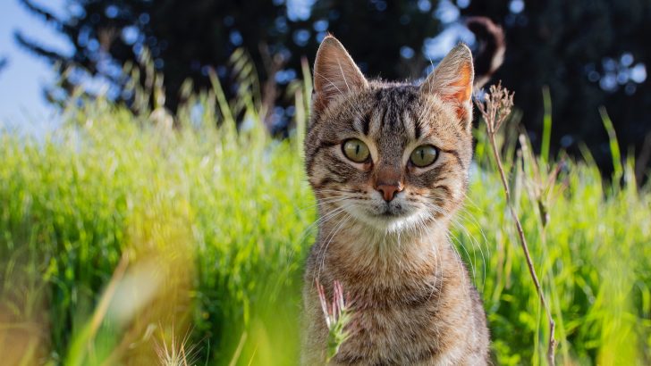 230+ Roman Cat Names For The Emperor Of Your Home