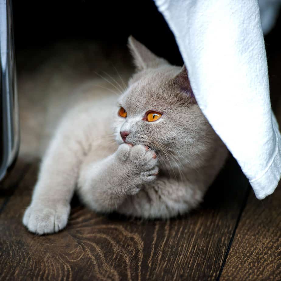 370+ Music Cat Names That Will Make You Say "Mamma Mia!"