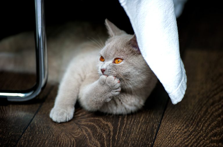 280+ Rapper Cat Names For Your Kitty Minaj