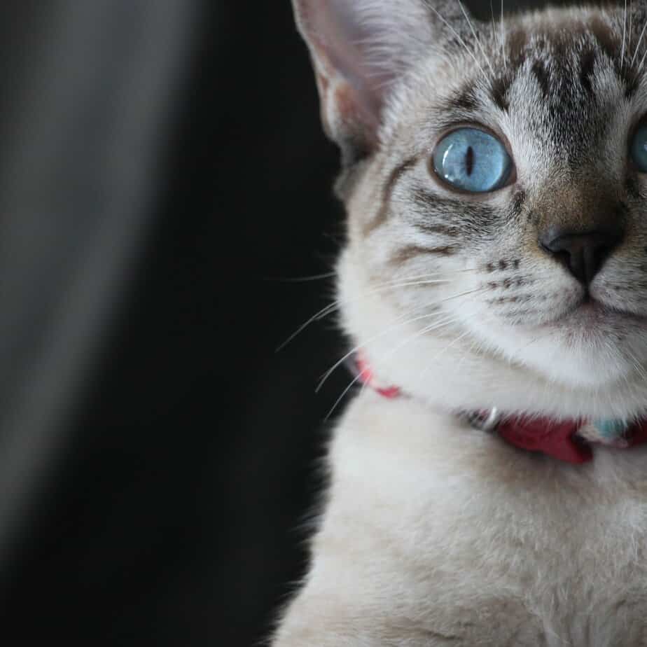 370+ Music Cat Names That Will Make You Say "Mamma Mia!"