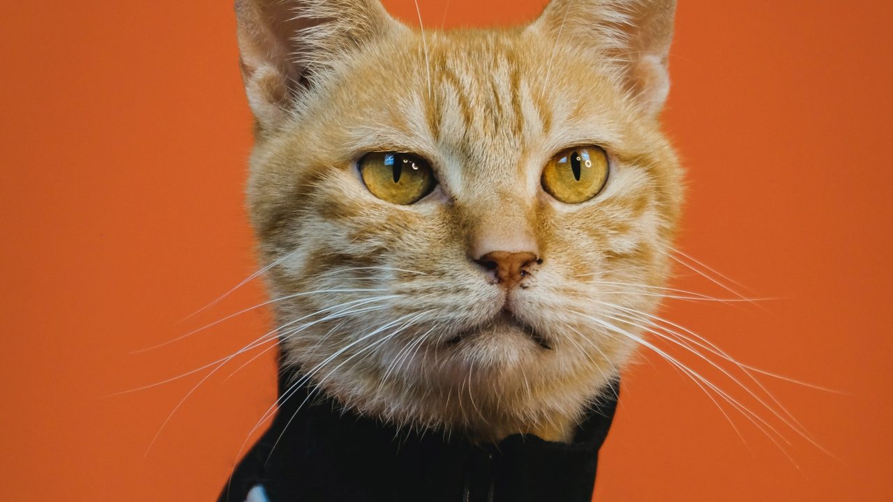 280+ Rapper Cat Names For Your Kitty Minaj