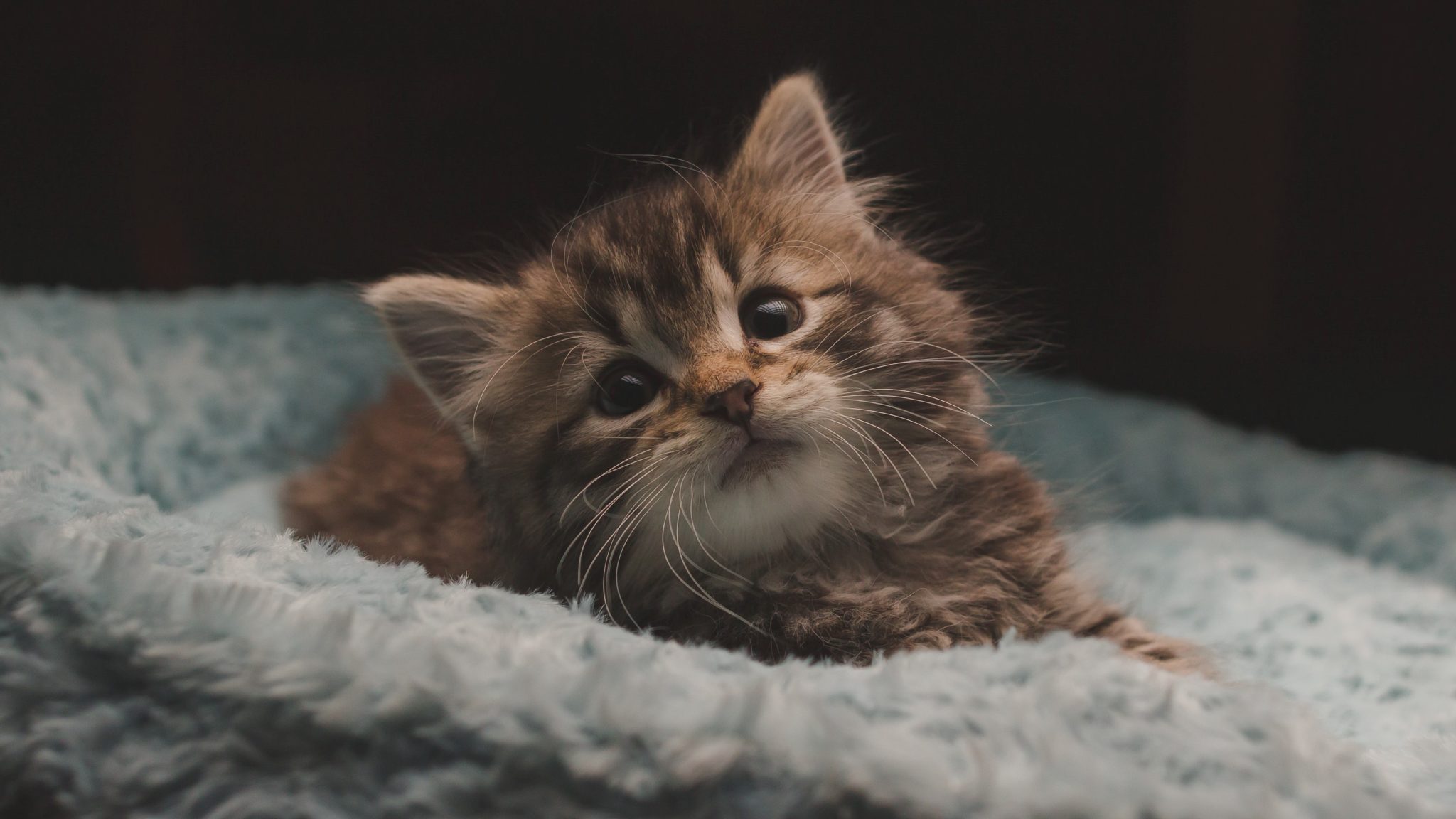 230+ Roman Cat Names For The Emperor Of Your Home