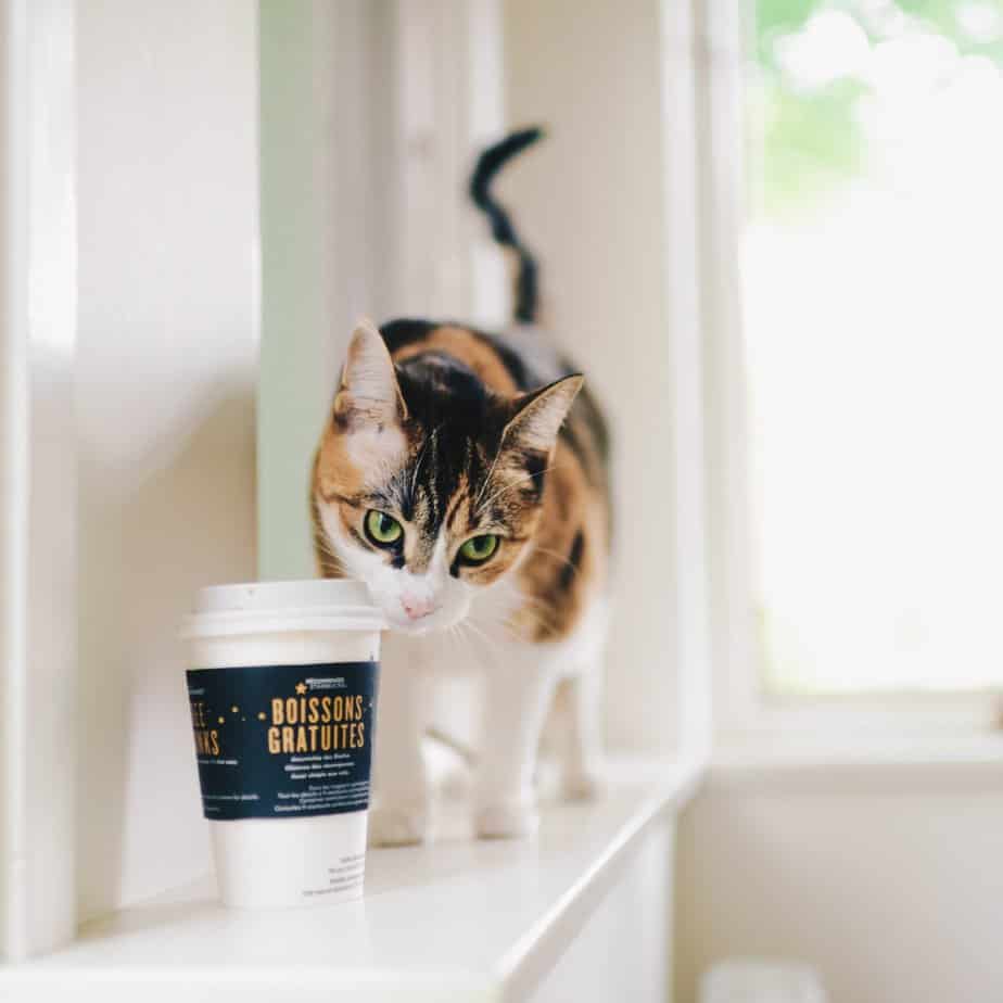 Can Cats Drink Green Tea? Is This Brew Safe For Your Feline?