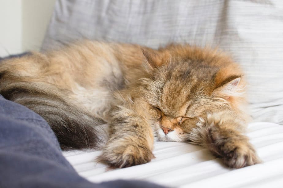 Why Does My Cat Sleep Between My Legs? Comfier Than Beds?