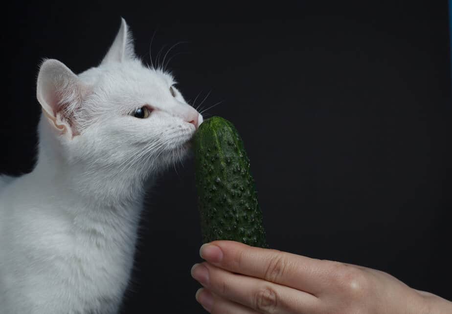 Can Cats Eat Cucumbers? Are These Veggies Safe For Your Pet?