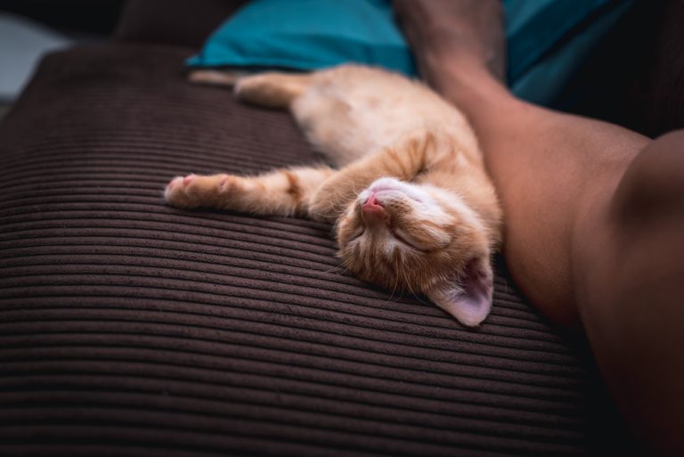 Why Does My Cat Sleep Between My Legs? Comfier Than Beds?