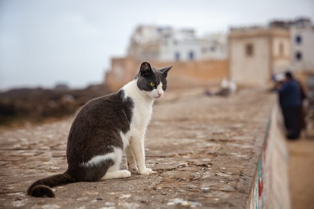 Arabic Cat Names: 190+ Much "Kneaded" Names And Meanings