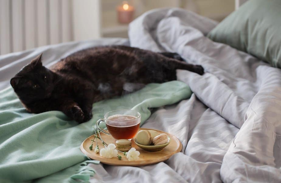 Can Cats Drink Green Tea? Is This Brew Safe For Your Feline?