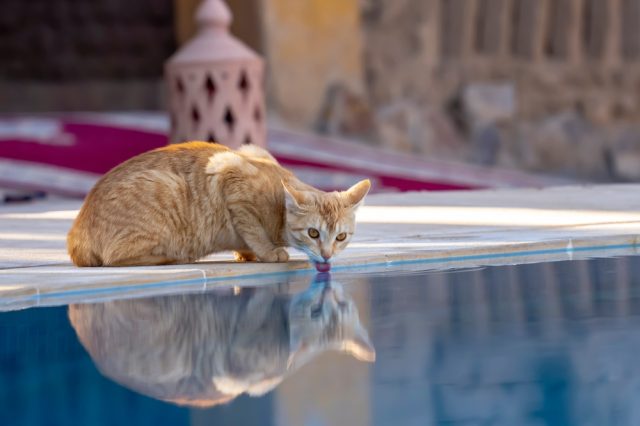 Arabic Cat Names: 190+ Much "Kneaded" Names And Meanings