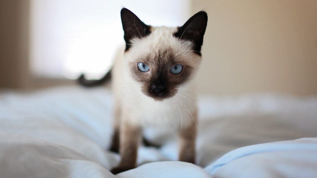 Siamese Cat Meowing: The Great Many Siamese Cat Sounds