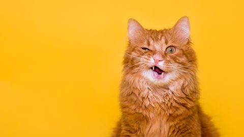 My Cat Is Snorting! How Am I Supposed To Behave?