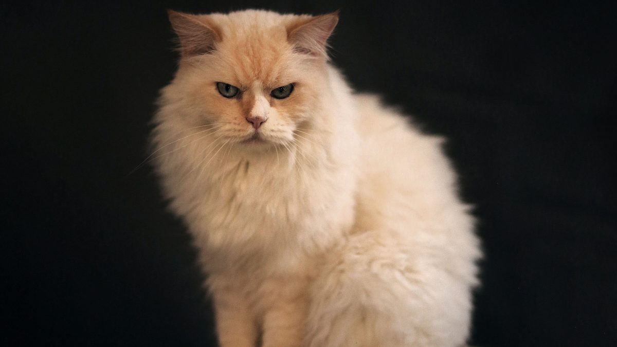 Why Do Cats Attack Pregnant Women? The Clawful Truth