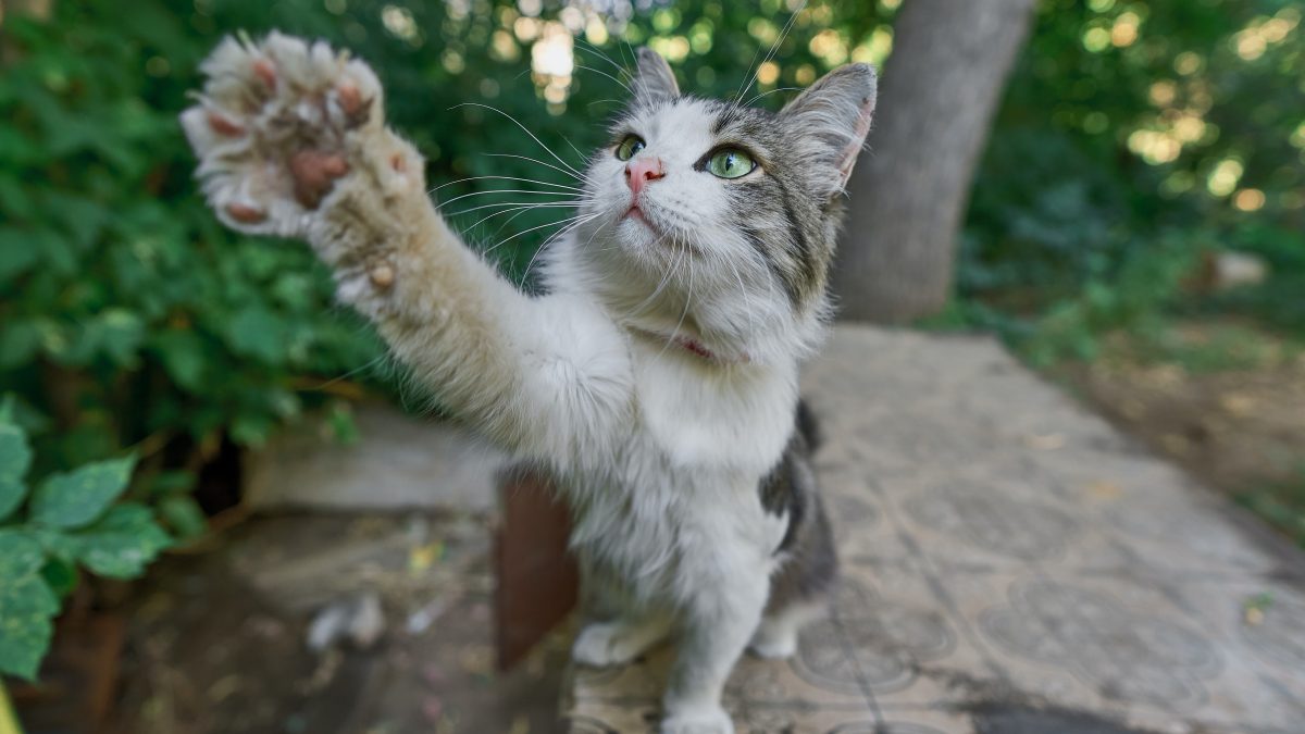I'm Curious: Why Does My Cat Grab My Leg When I Walk?