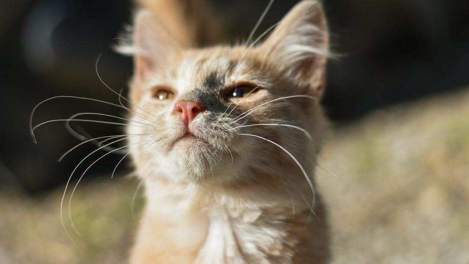 Why Does My Cat Huff? How To Stop Such "Hissterical" Behavior?