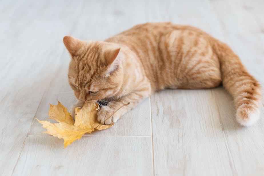 250+ Creative Yellow Cat Names For Your Best "Furrend"
