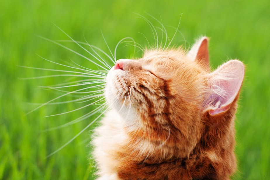 250+ Creative Yellow Cat Names For Your Best "Furrend"