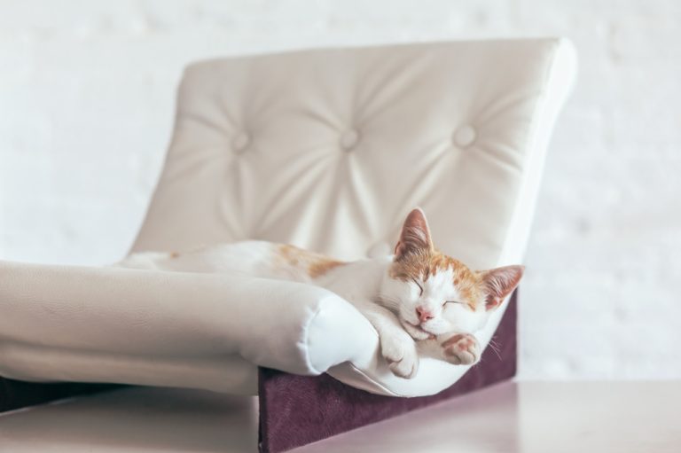 345 Lazy Cat Names For Your Little Couch Potato