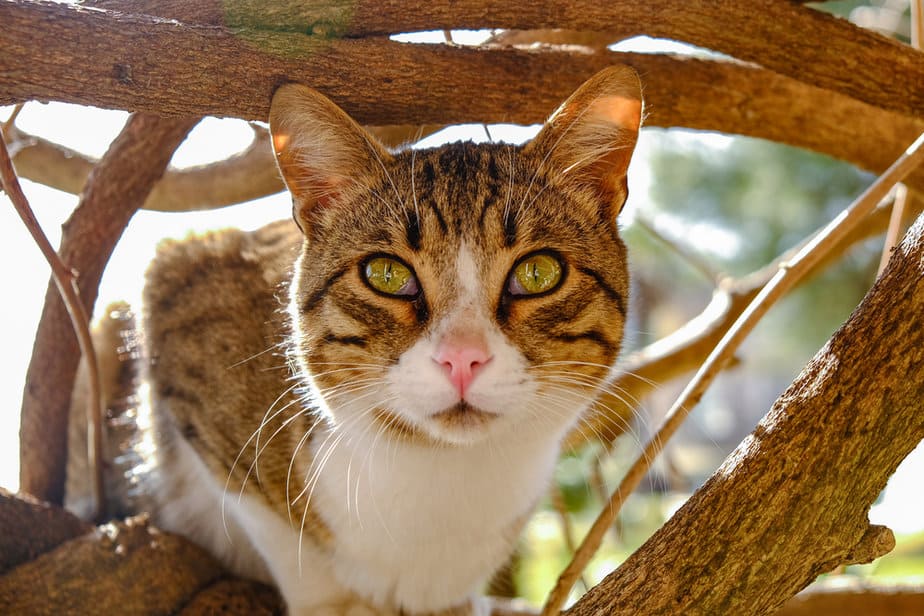 480+ Brown Cat Names That Are Sweeter Than Chocolate