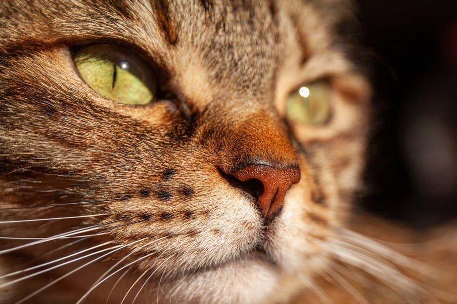480+ Brown Cat Names That Are Sweeter Than Chocolate