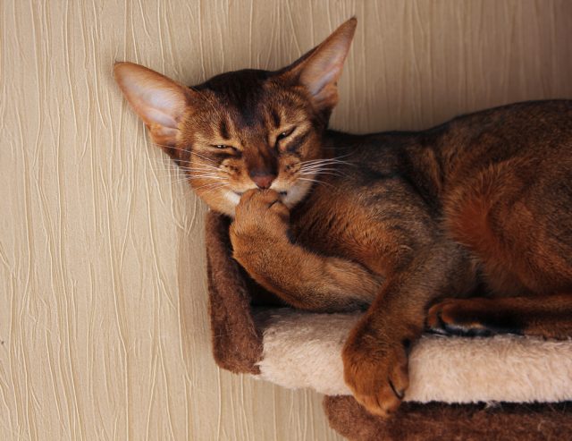 480+ Brown Cat Names That Are Sweeter Than Chocolate