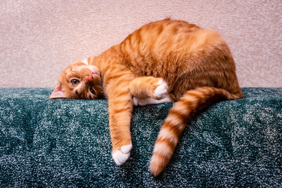 480+ Brown Cat Names That Are Sweeter Than Chocolate
