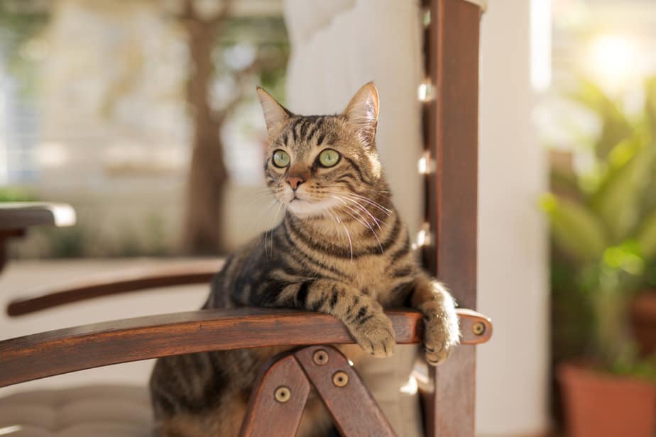 480+ Brown Cat Names That Are Sweeter Than Chocolate