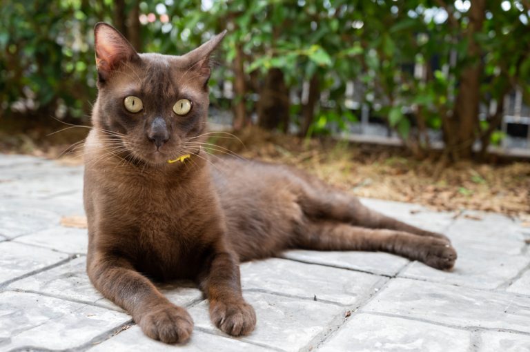 480+ Brown Cat Names That Are Sweeter Than Chocolate