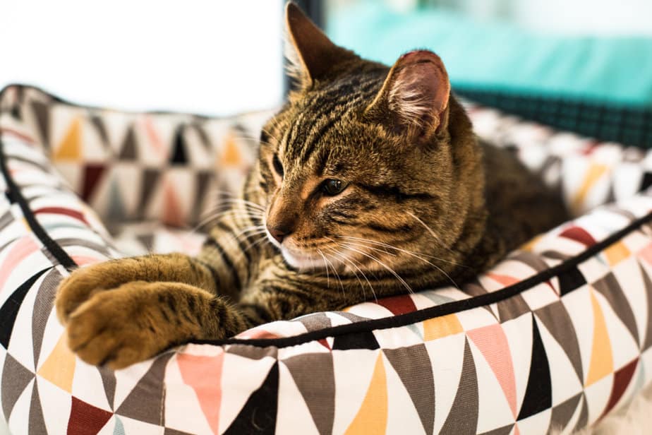 480+ Brown Cat Names That Are Sweeter Than Chocolate