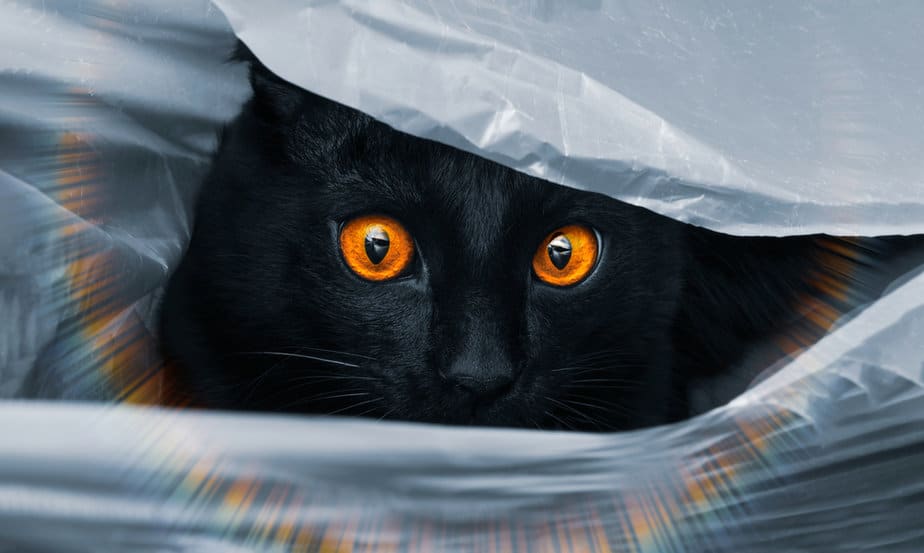 510 Gothic Cat Names For Your King And Queen Of Darkness