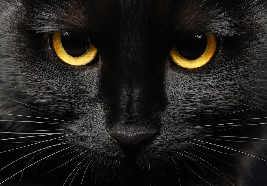 510 Gothic Cat Names For Your King And Queen Of Darkness