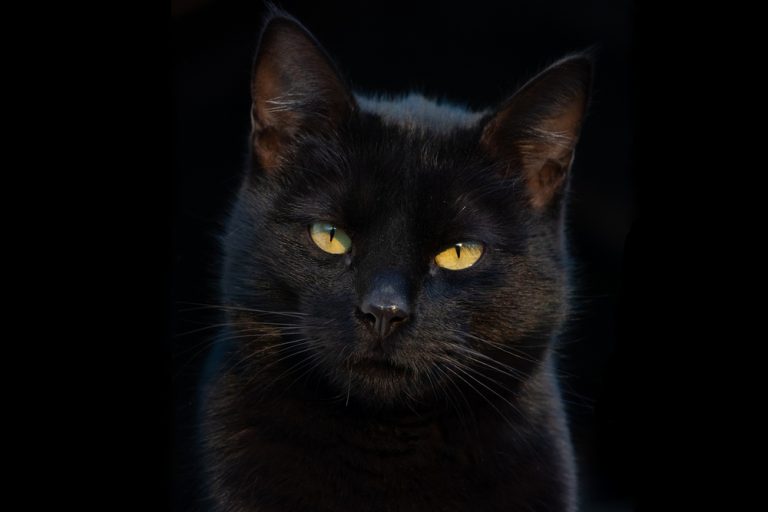 510 Gothic Cat Names For Your King And Queen Of Darkness