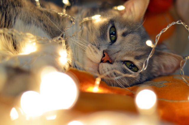 55+ Welsh Cat Names You're Going To Fall In Love With