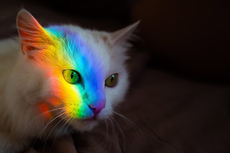 55+ Welsh Cat Names You're Going To Fall In Love With
