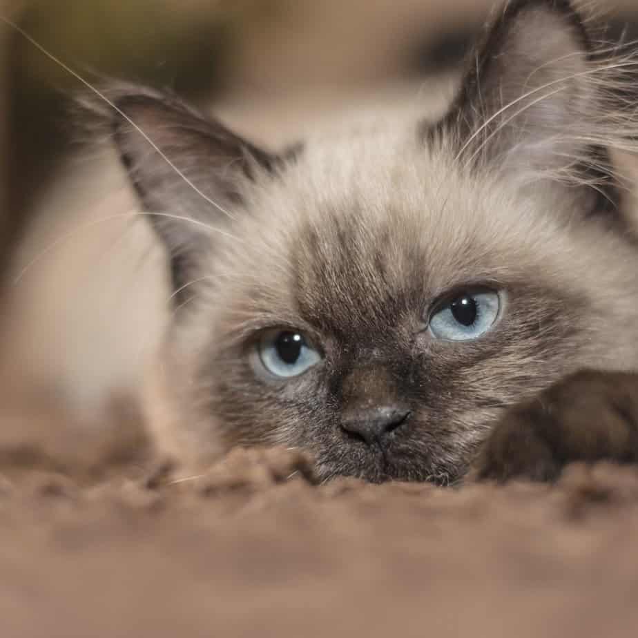 Are Siamese Cats Hypoallergenic? Fact Or Cap?