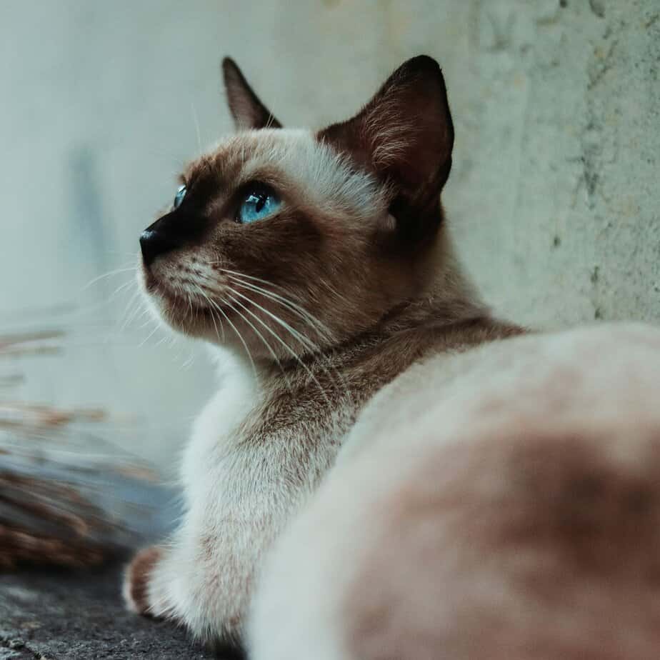 Are Siamese Cats Hypoallergenic? Fact Or Cap?