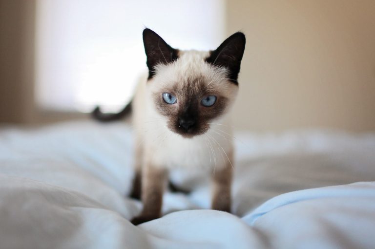 Are Siamese Cats Hypoallergenic? Fact Or Cap?