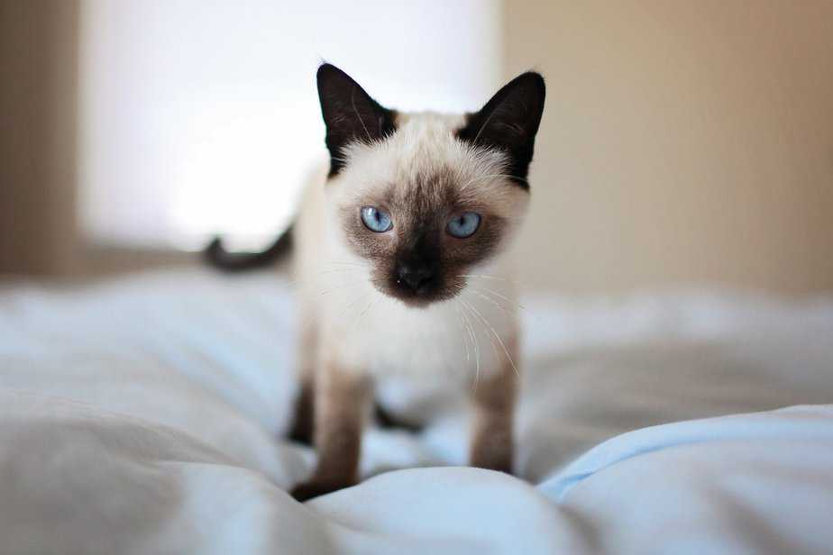 Are Siamese Cats Hypoallergenic? Fact Or Cap?