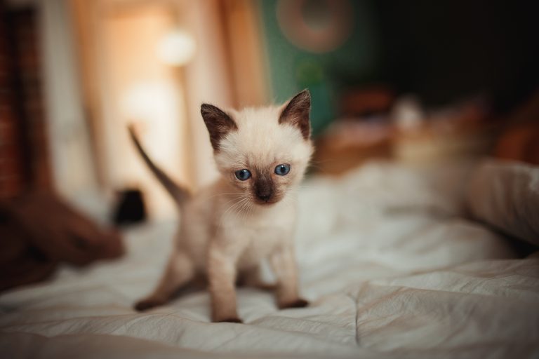 Are Siamese Cats Hypoallergenic? Fact Or Cap?