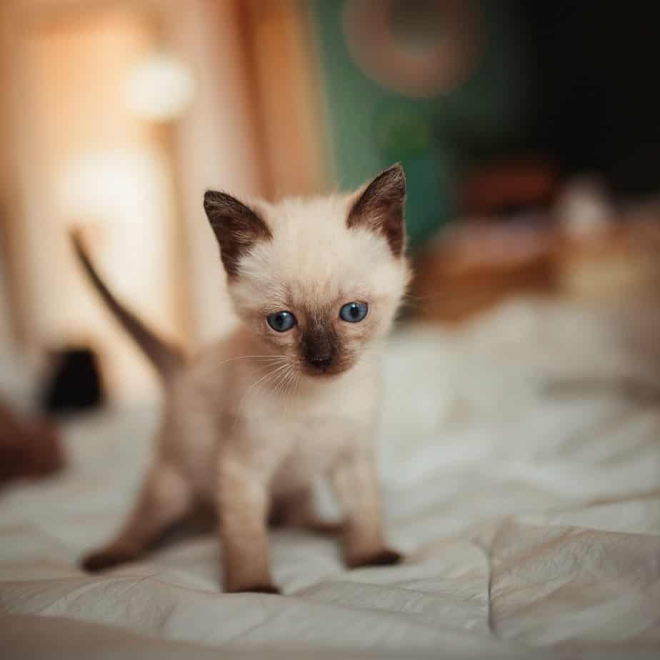 Are Siamese Cats Hypoallergenic? Fact Or Cap?