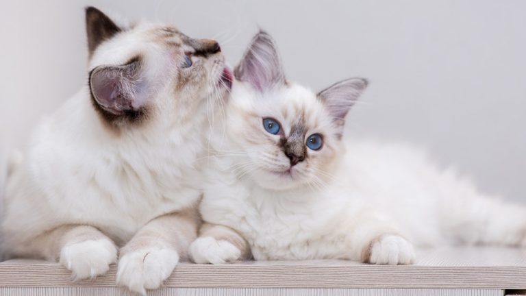 Birman Vs. Ragdoll: Breeds That Share The Same Level Of Beauty