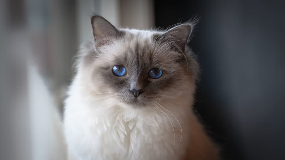 Key Differences Between Birman and Ragdoll Cats Unveiled