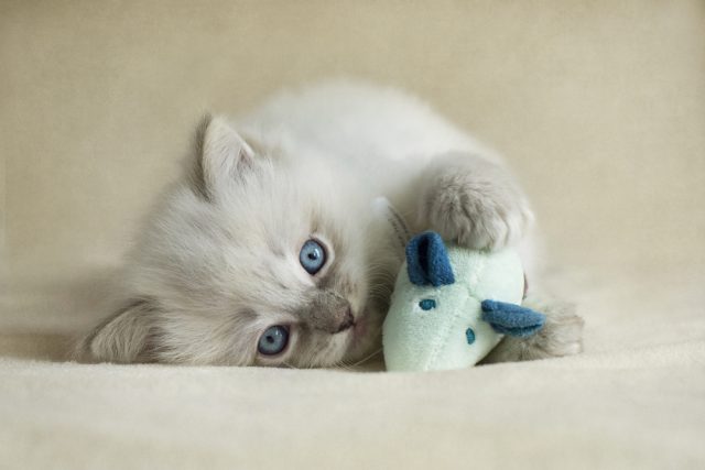 Key Differences Between Birman and Ragdoll Cats Unveiled
