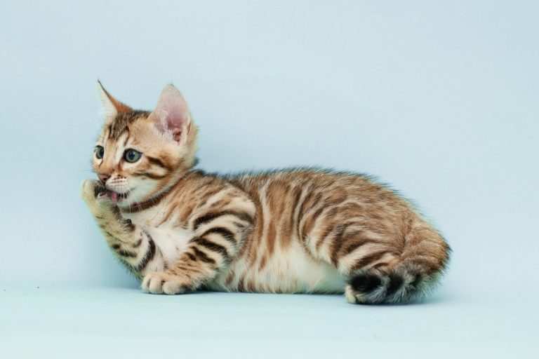 Blue Bengal Cat: The Mysterious One Of The Bunch